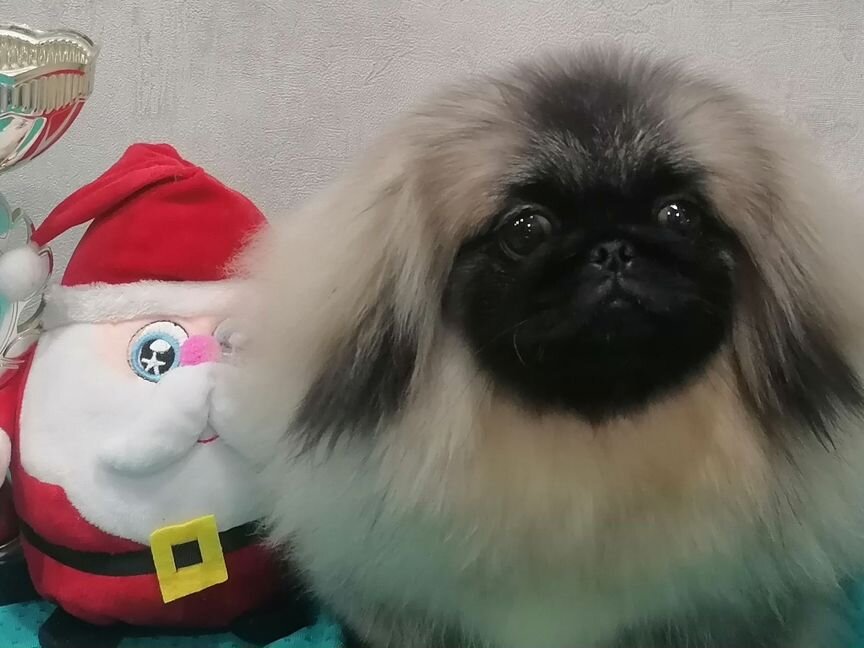 Щенки пекинеса