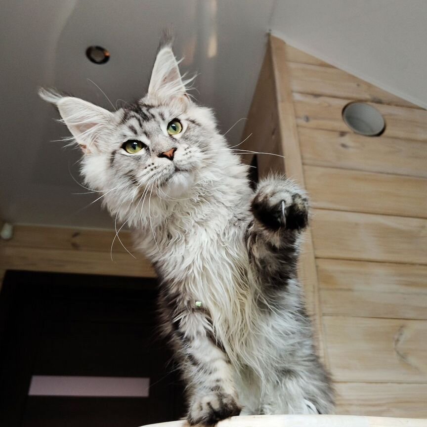 Мейн Кун на светлом серебре