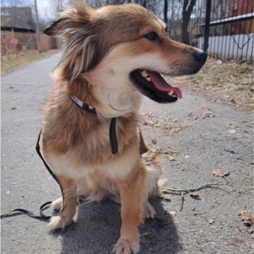 Взрослая собака в добрые руки