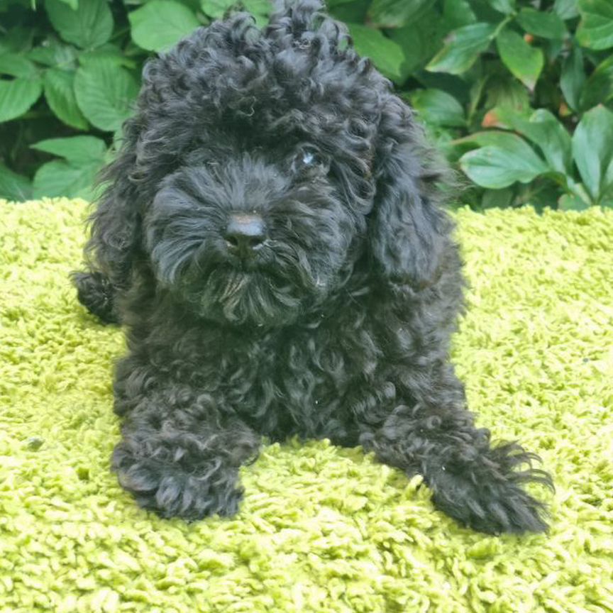 Маленькая девочка той-пуделя (Родословная)