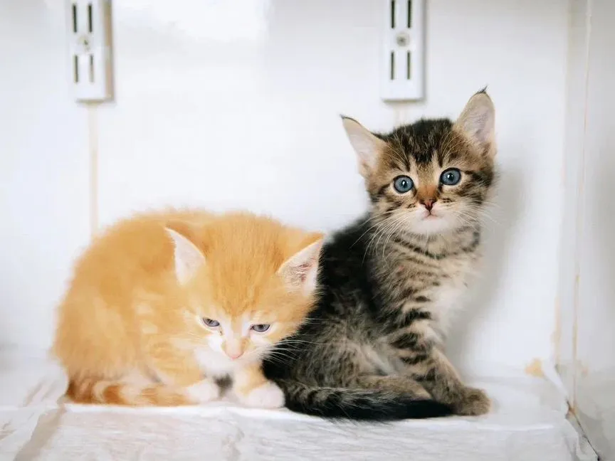 Котята из приюта бесплатно в добрые руки