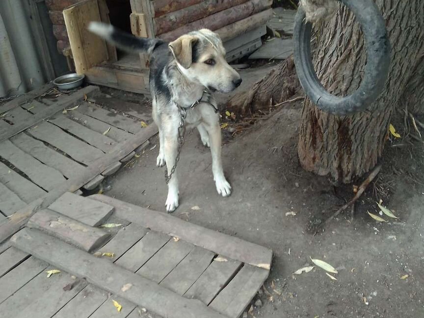 Собака в добрые руки дворняга