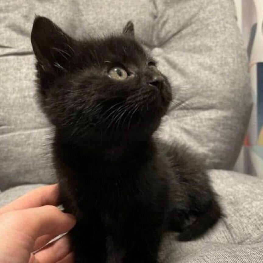 Маленький крохотный черный котенок в добрые руки