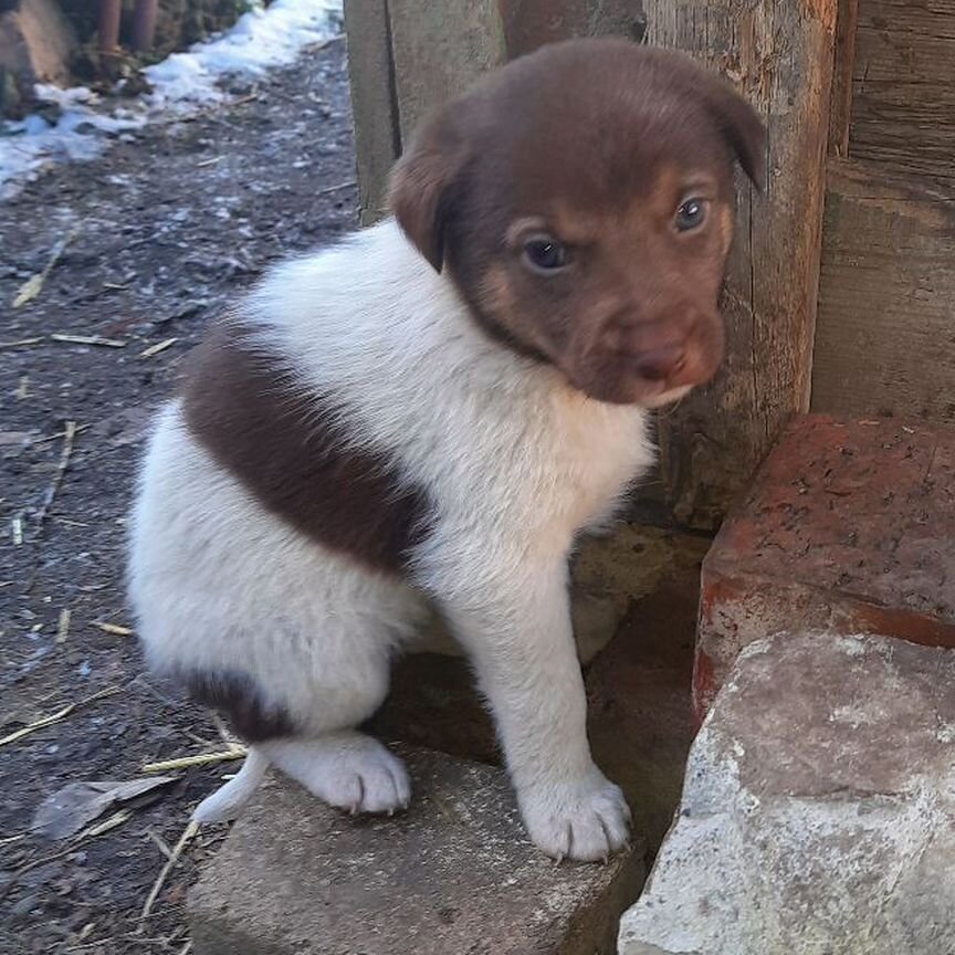 Щенок в добрые руки