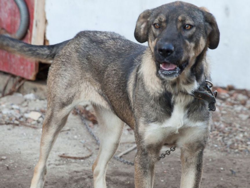 Крупная собака, большая,крупная порода