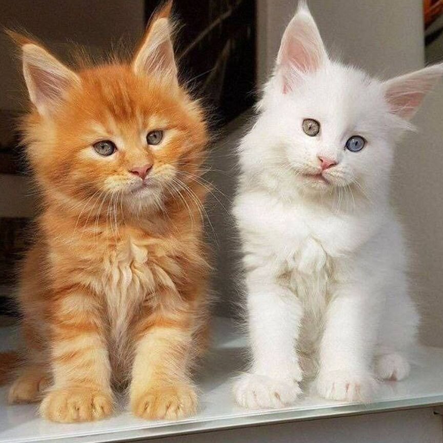Котята Мейн-кун