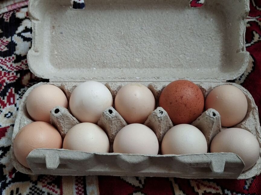Яйцо для инкубации