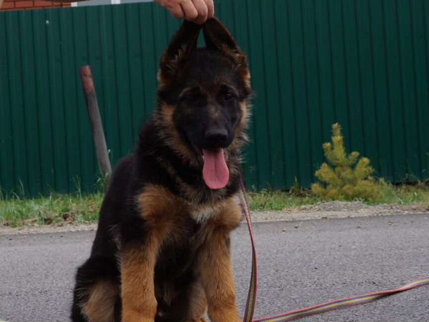 Немецкая овчарка
