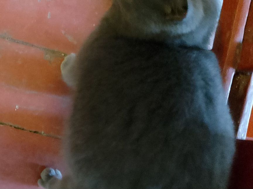 Кошка британка