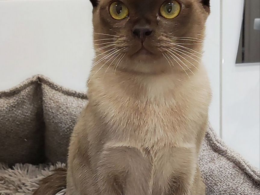 Бурманская кошечка