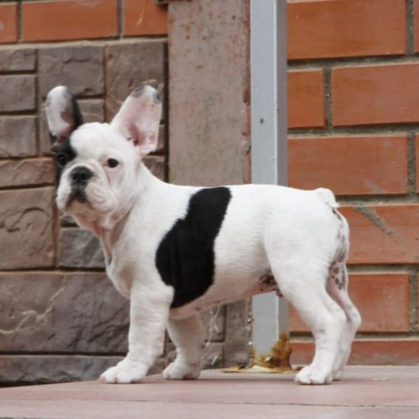 Французский бульдог