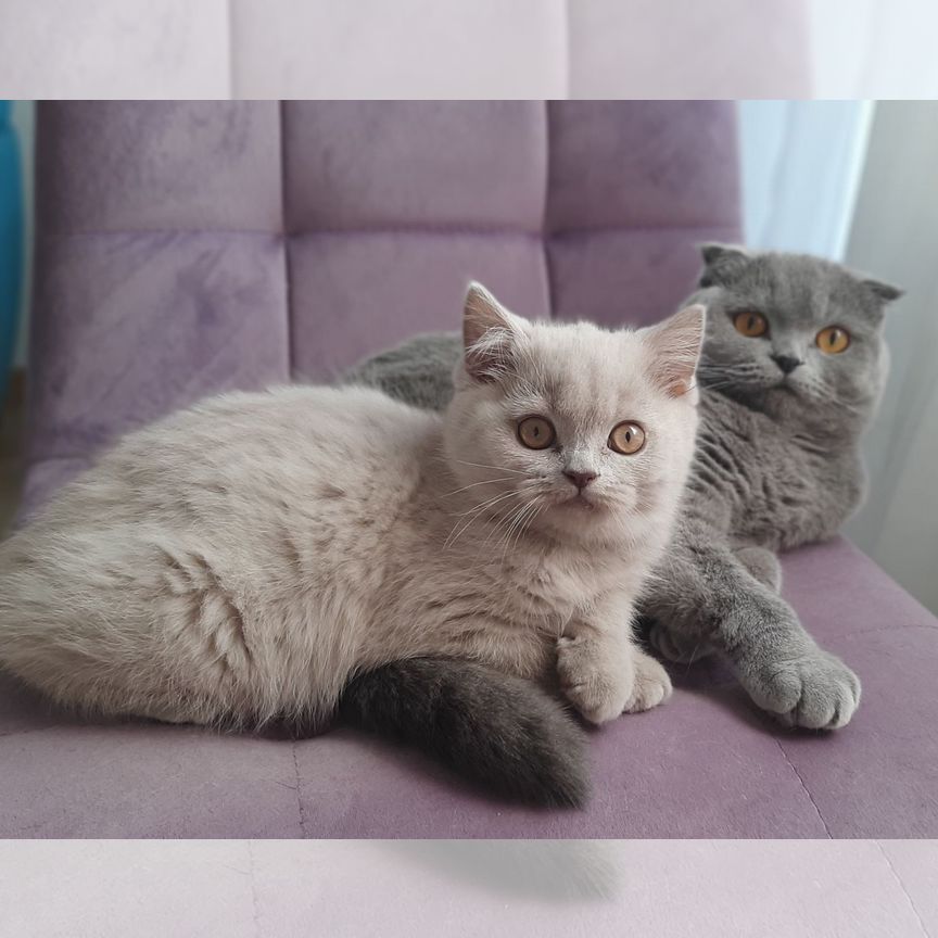 Шотландский лиловый мальчик страйт