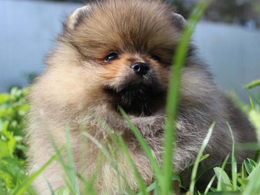 Щенок шпица мальчик оранжево соболиного окраса