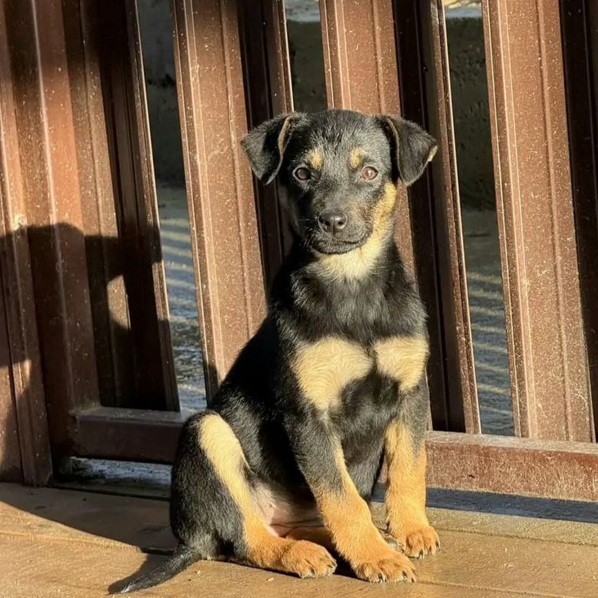 Щенок в добрые руки