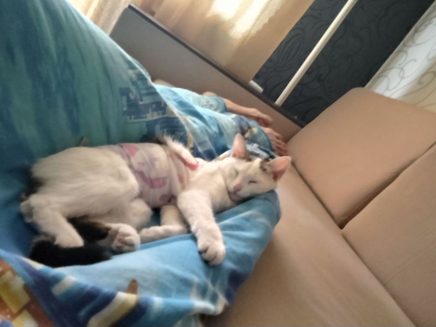 Кошка, кличка Мурка 11 месяцев