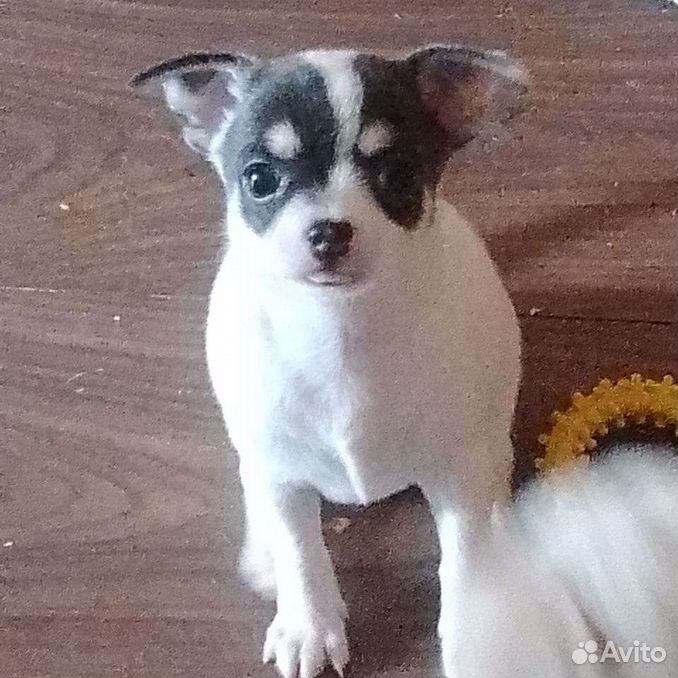 Девочка голубой триколор и шоколад мальчик (видео)