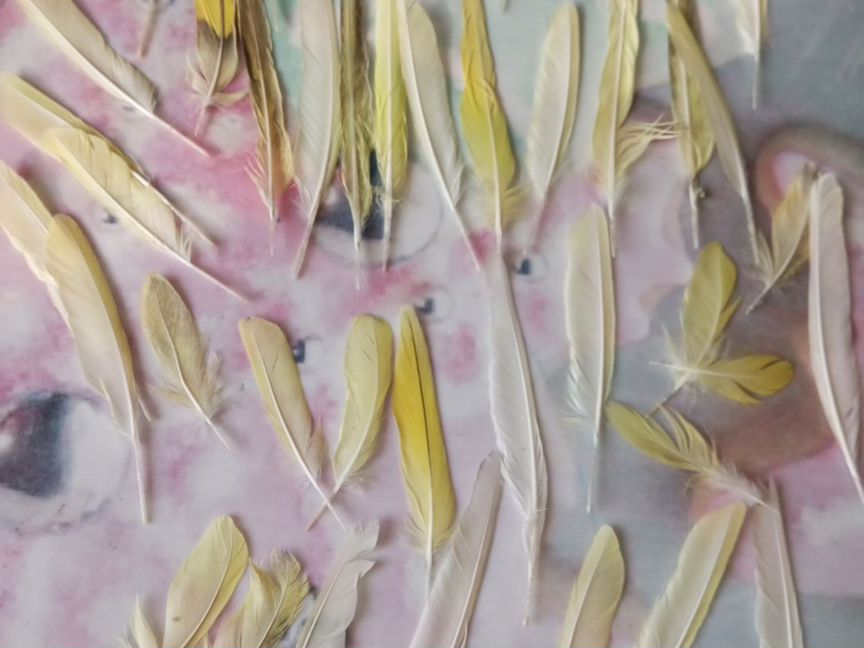 Перья попугая