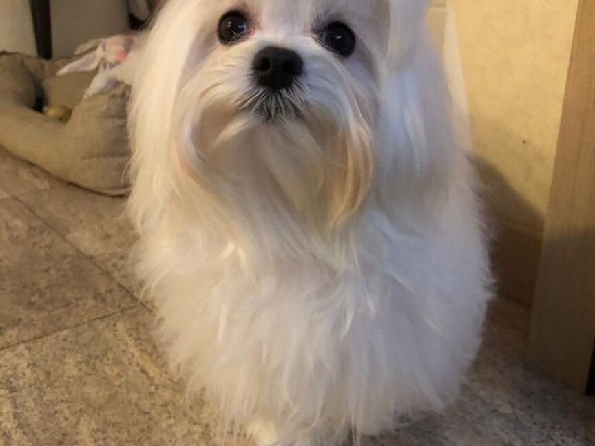 Мальтийская болонка mini