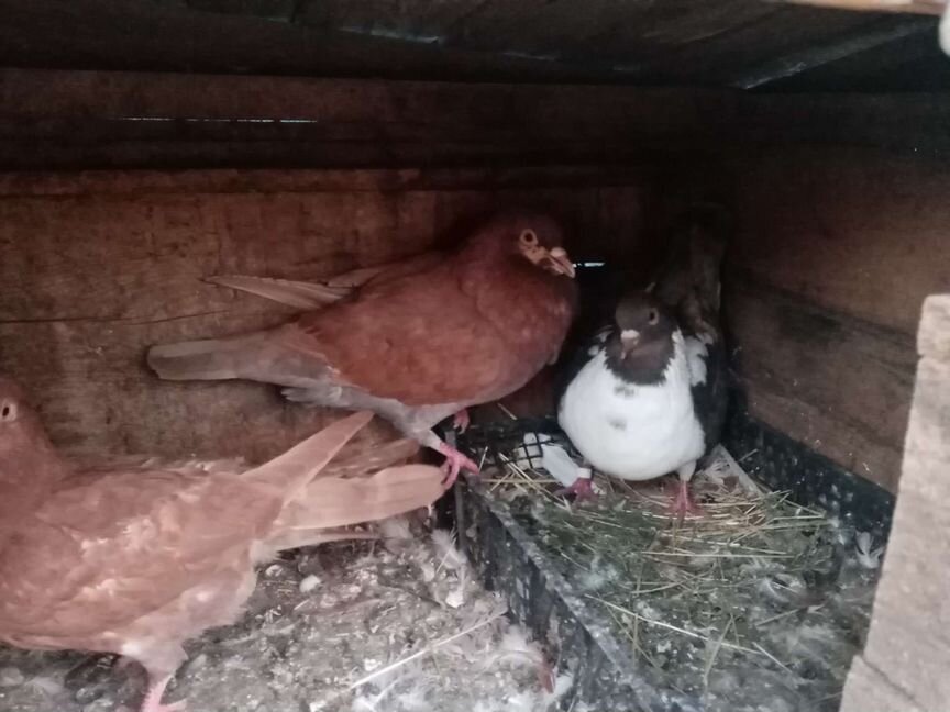 Голуби кинги