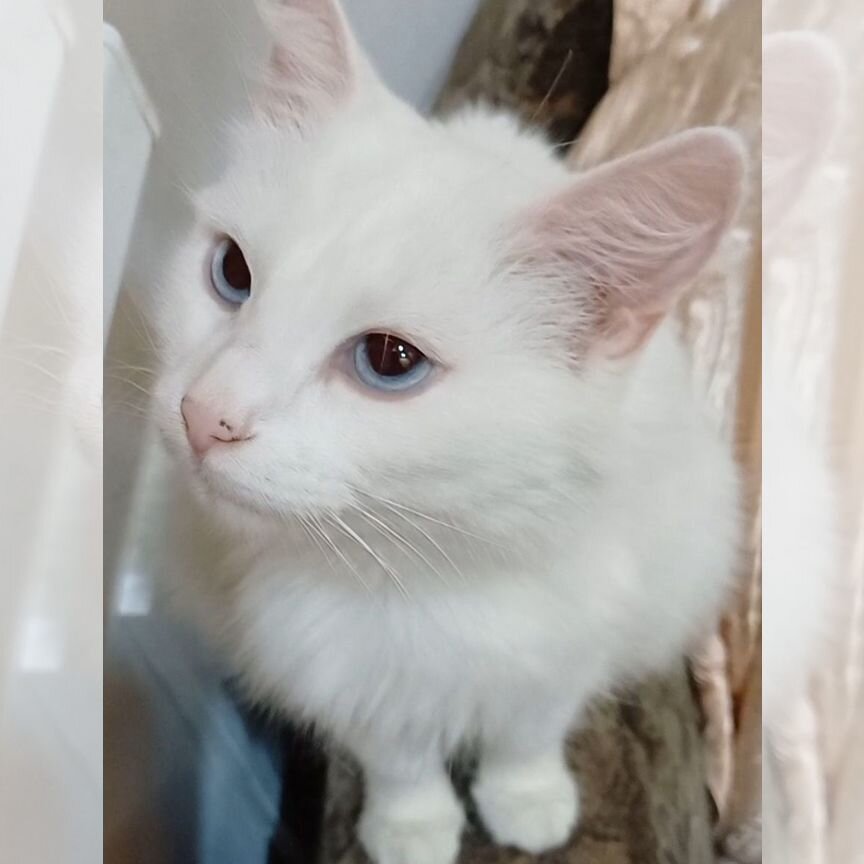 Ищет дом кошка Белка