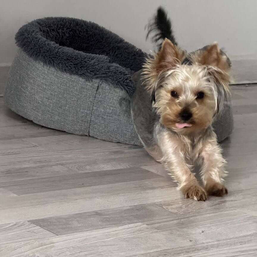 Йоркширский терьер мальчик вязка