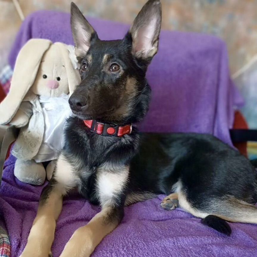 Щенок в добрые руки девочка