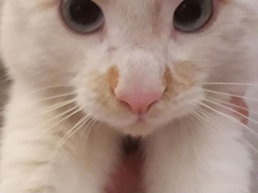 Котик белый с рыжими ушками