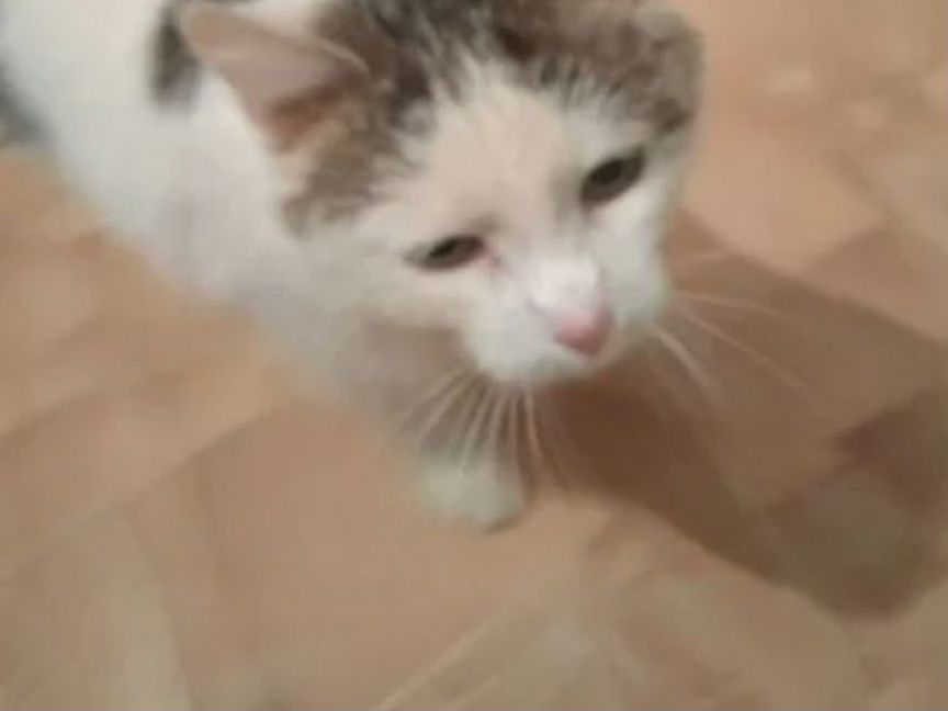 Отдам в добрые руки котейку