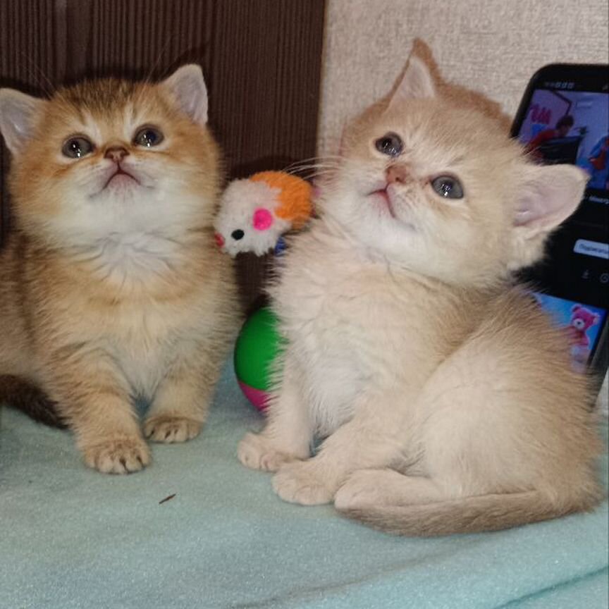 Британский короткошёрстный котёнок