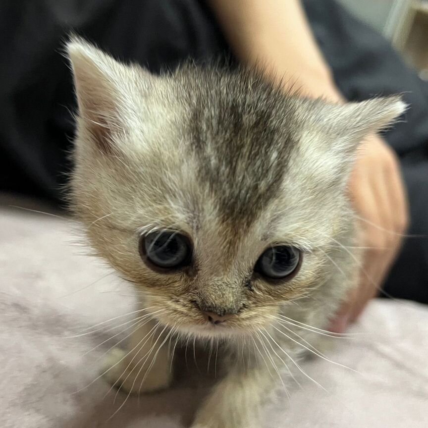 Шотландский прямоухий длинношёрстный котёнок