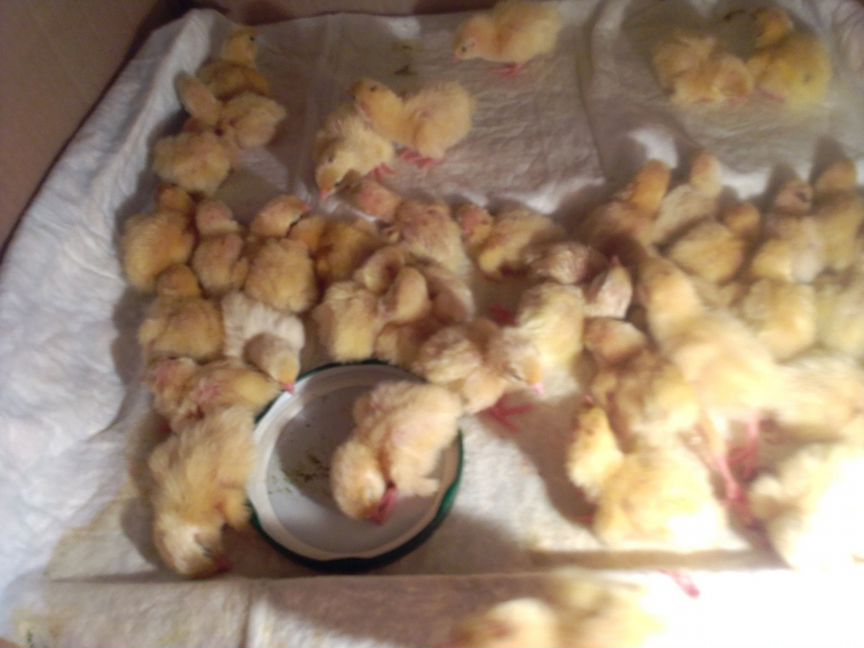 Перепелята суточные