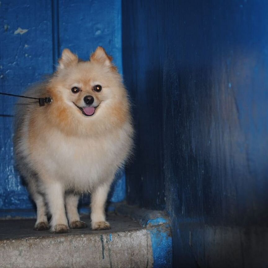 Немецкий шпиц