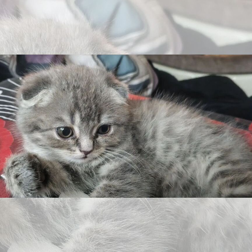 Шотландский вислоухий короткошёрстный котёнок