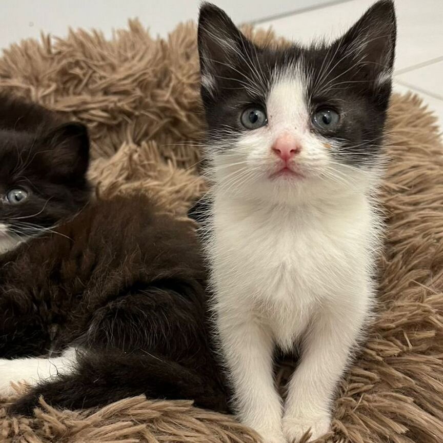 2 котенка