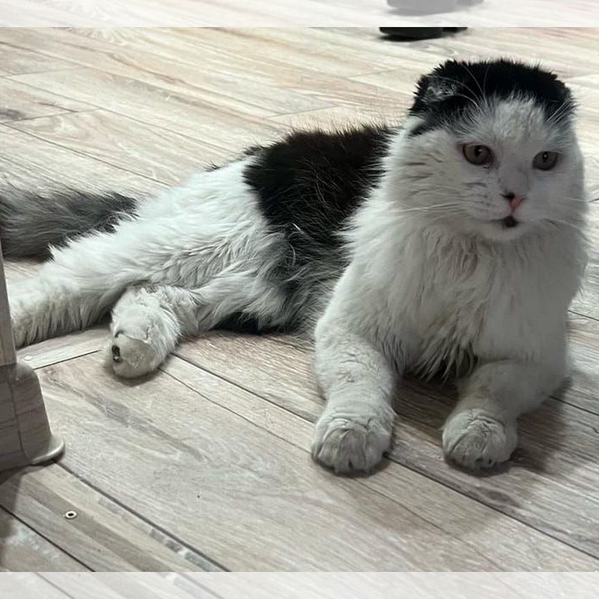 Вислоухий молодой котик в дар