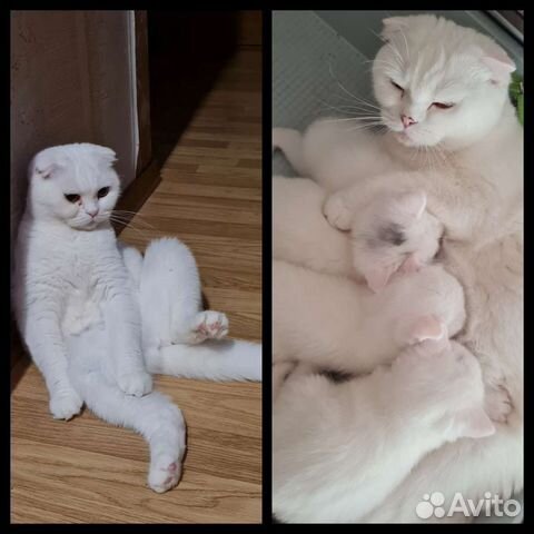 Шотландские котята белоснежные