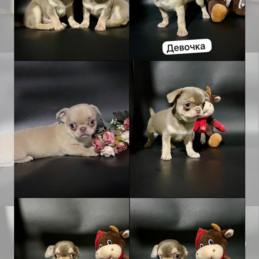 Чихуахуа, щенок