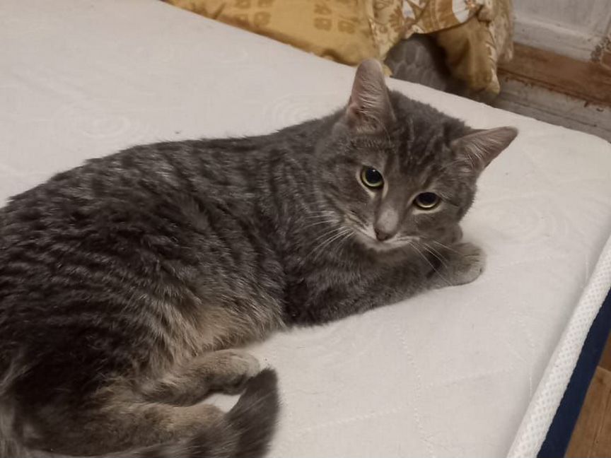 Ласковый котёнок, пять месяцев, мальчик
