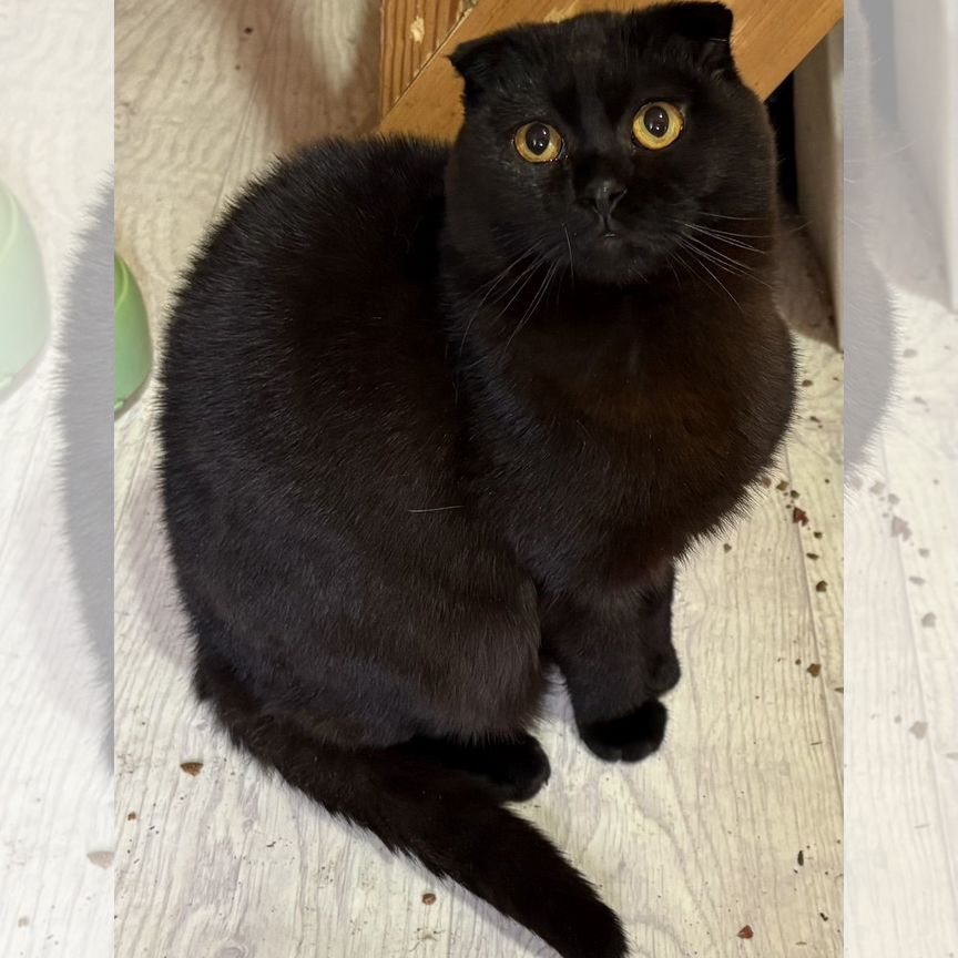 Котики Британцы в добрые руки