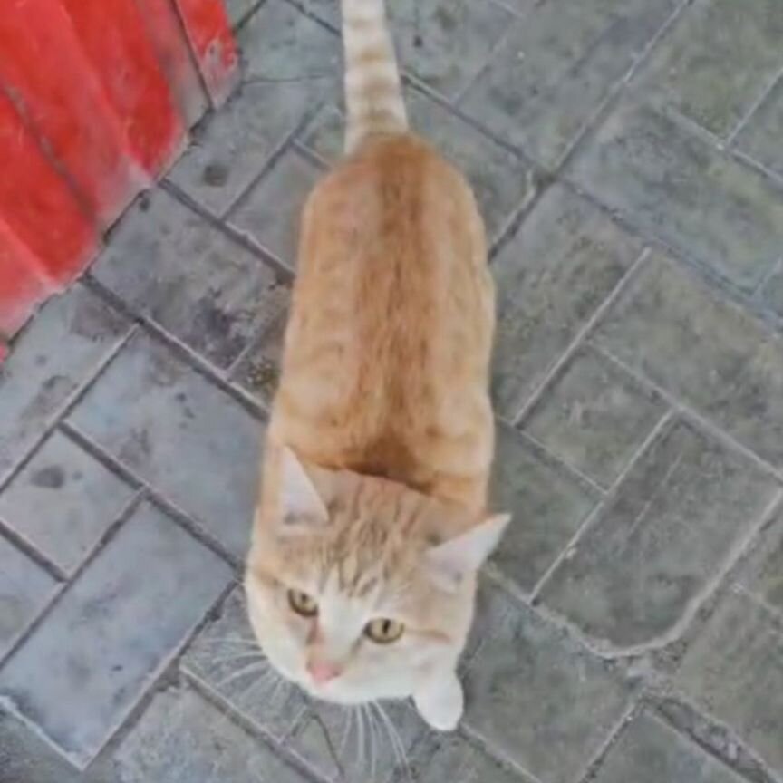 Котик -рыжуля замерзает у магазина