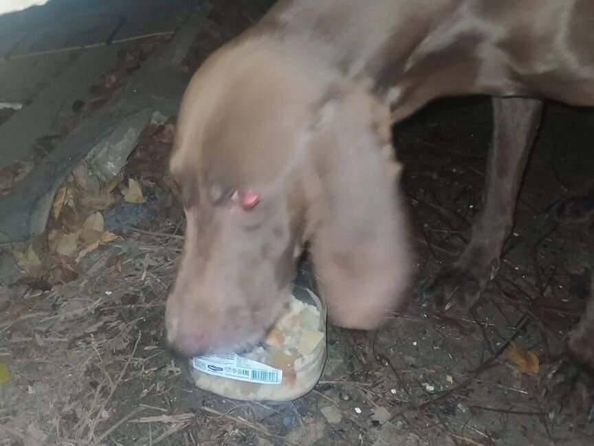 Найдена собака породы курцхаар