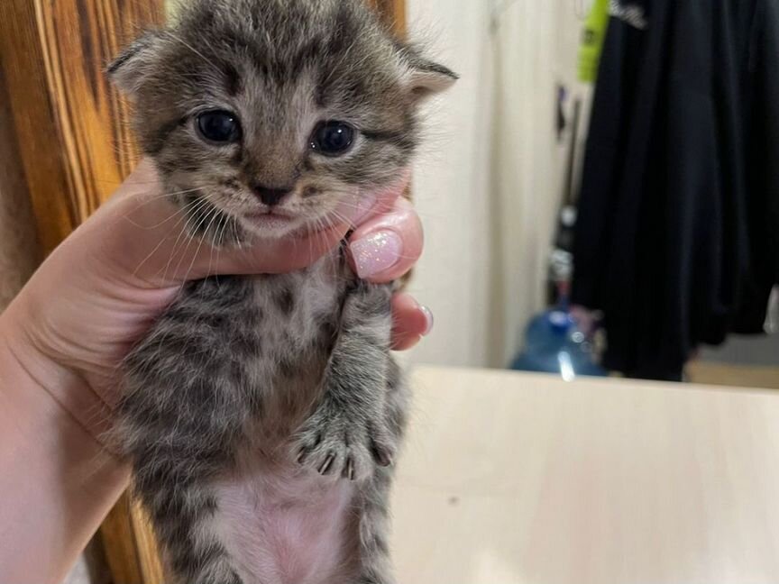 Котенок