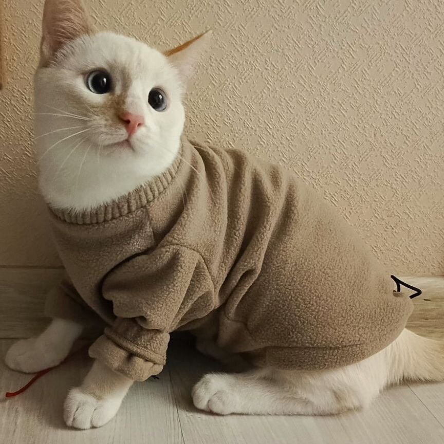 Продам тайского котенка
