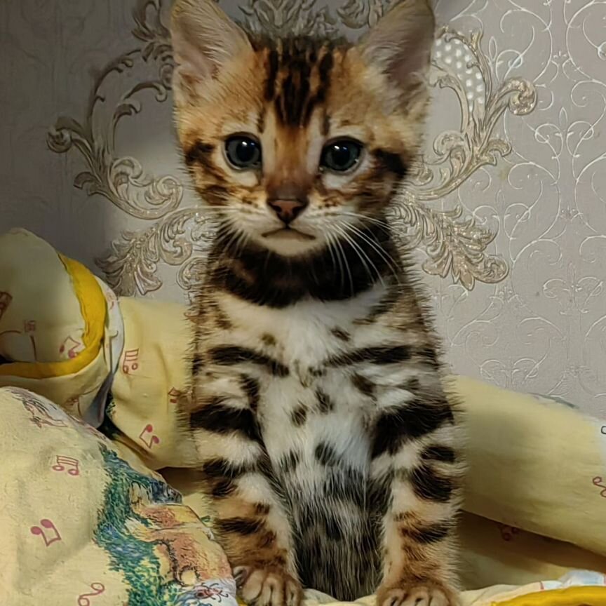Бенгальская