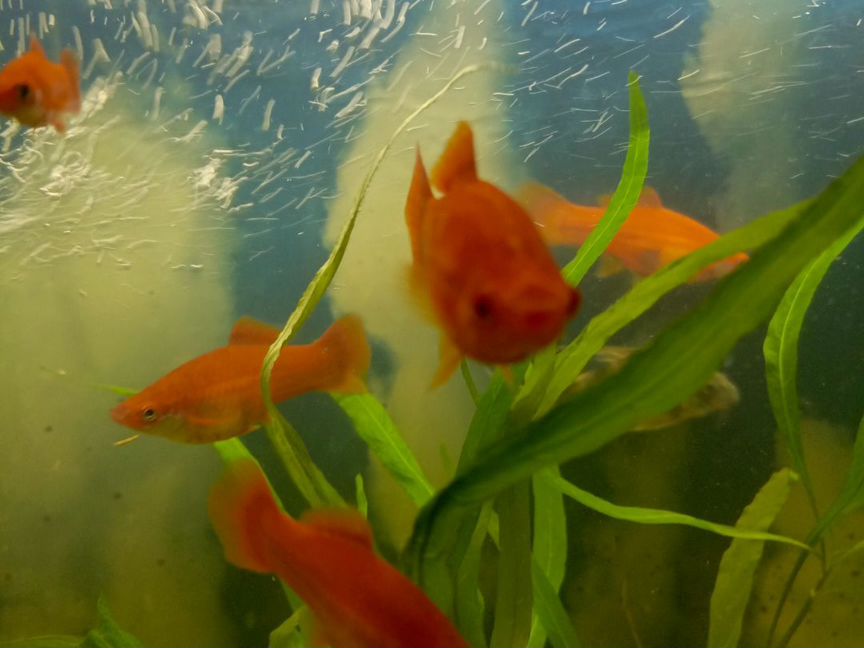 Аквариумные рыбки отдам бесплатно