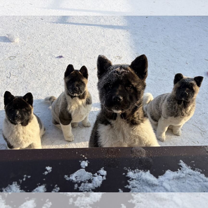 Американская акита, щенок