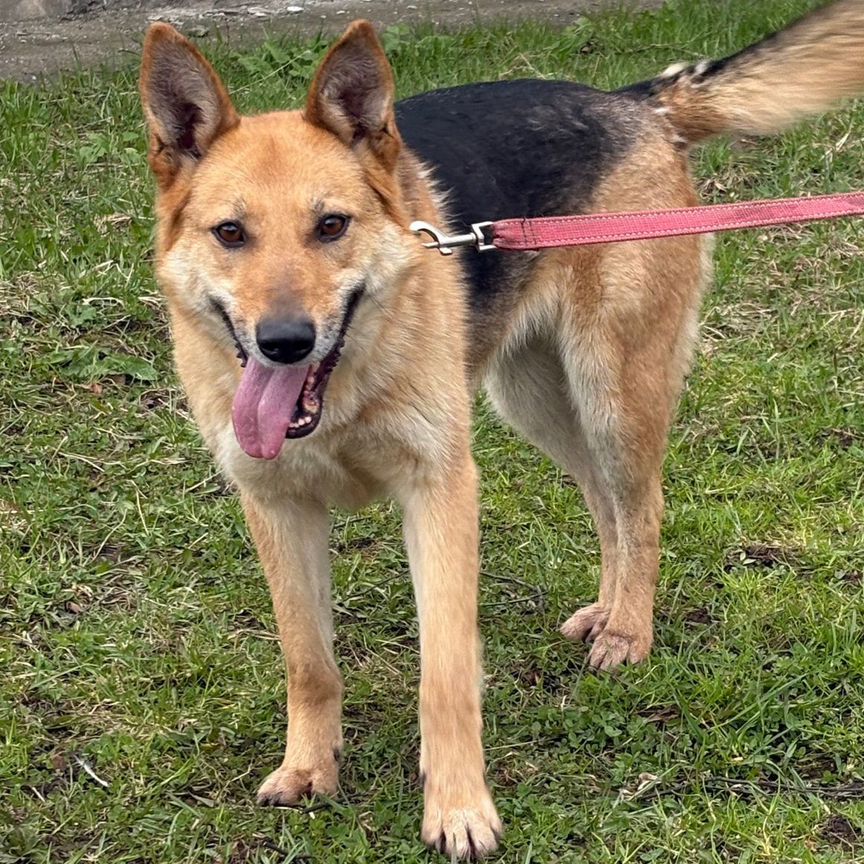 Взрослая собака в добрые руки