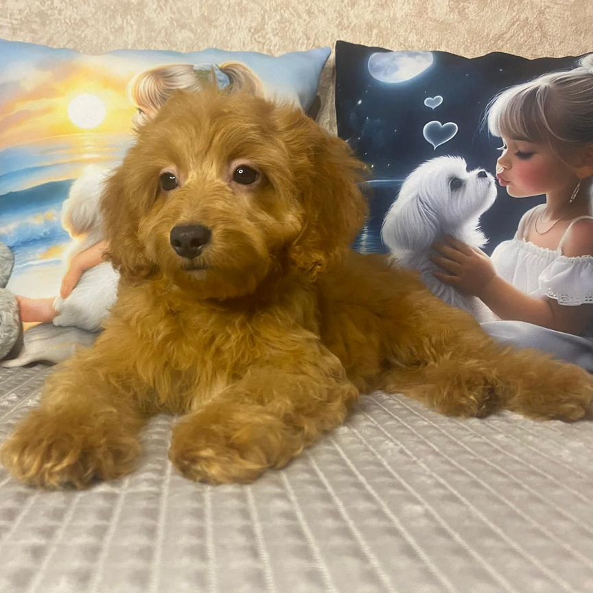 Кокапу, щенок