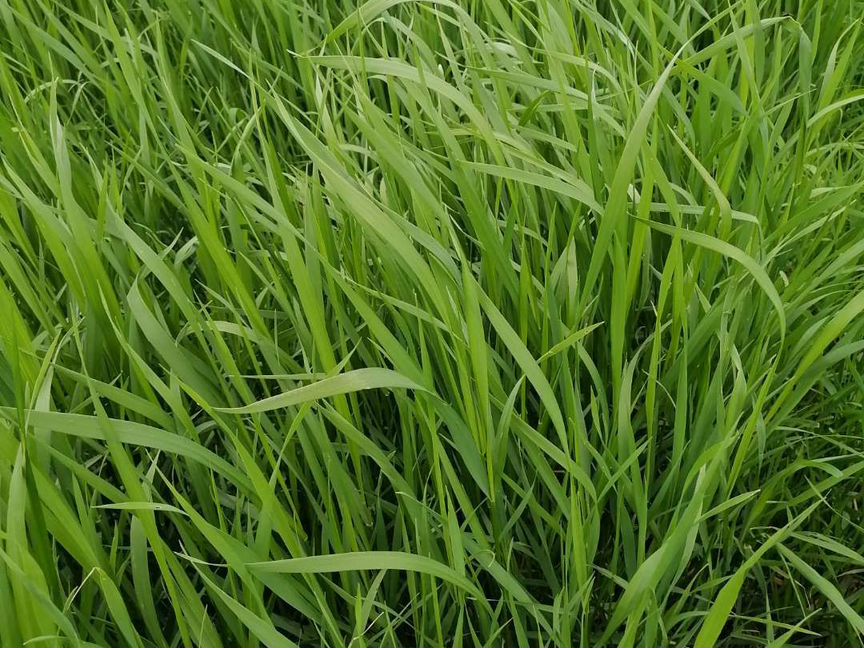 Трава на сено бесплатно