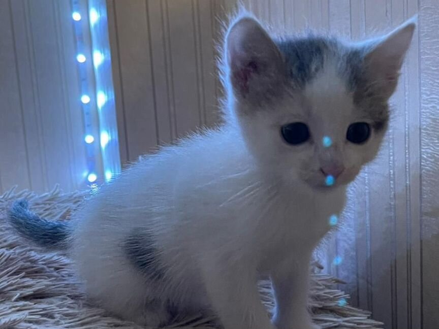 Котята отдам в добрые руки бесплатно